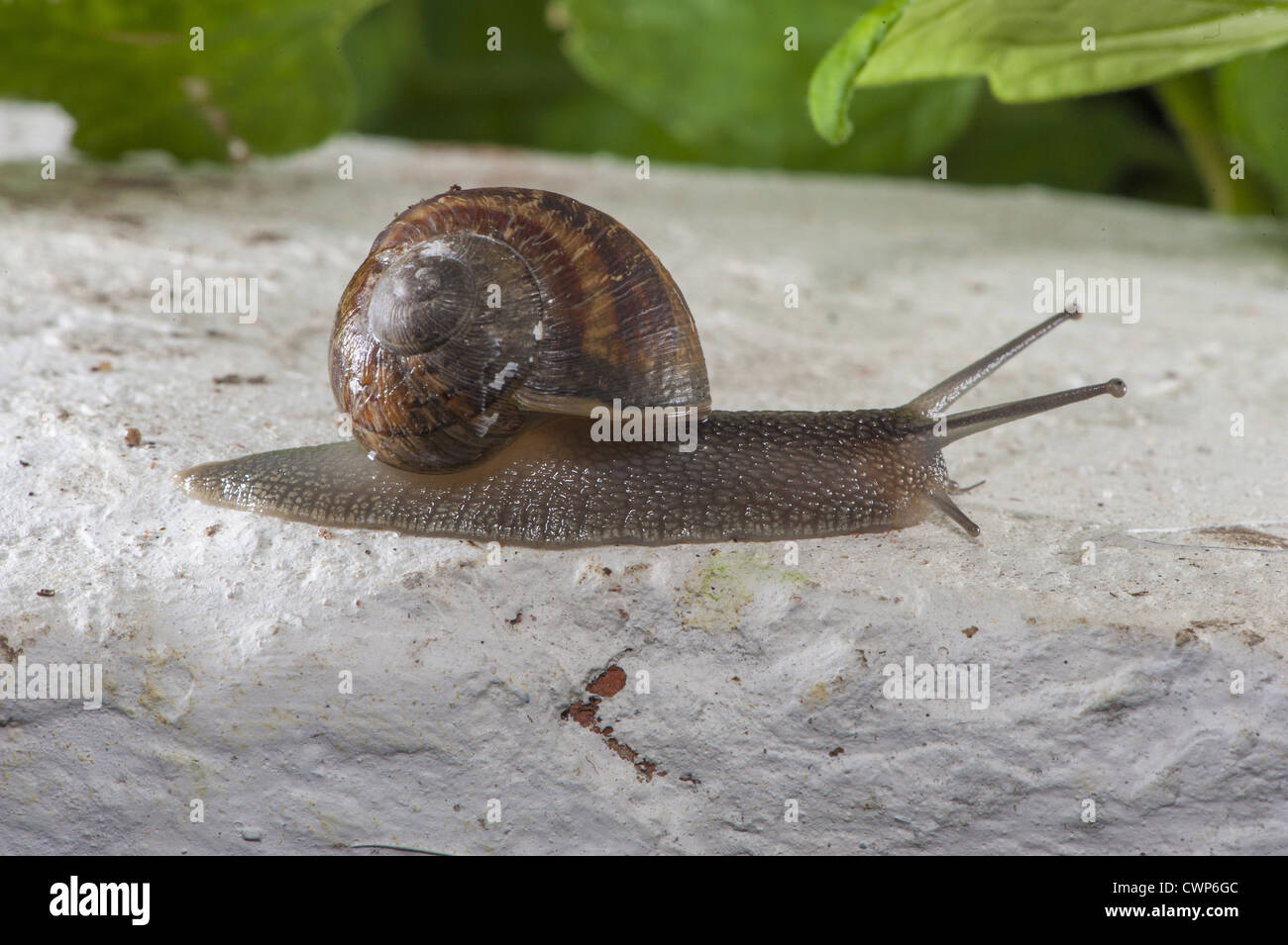 Garden Snail (Helix aspersa) adult, in garden greenhouse, Lancashire ...