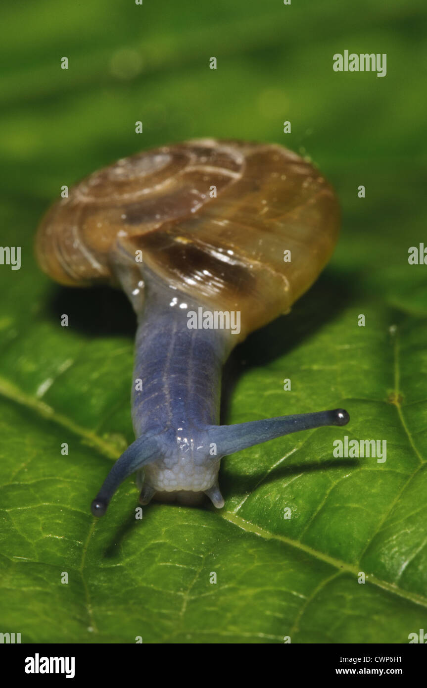 Glass snail uk hi-res stock photography and images - Alamy