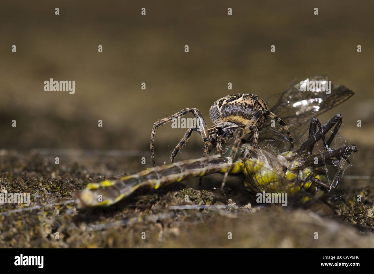 Bridge Spider (Larinioides sclopetarius) adult, with Club-tailed ...