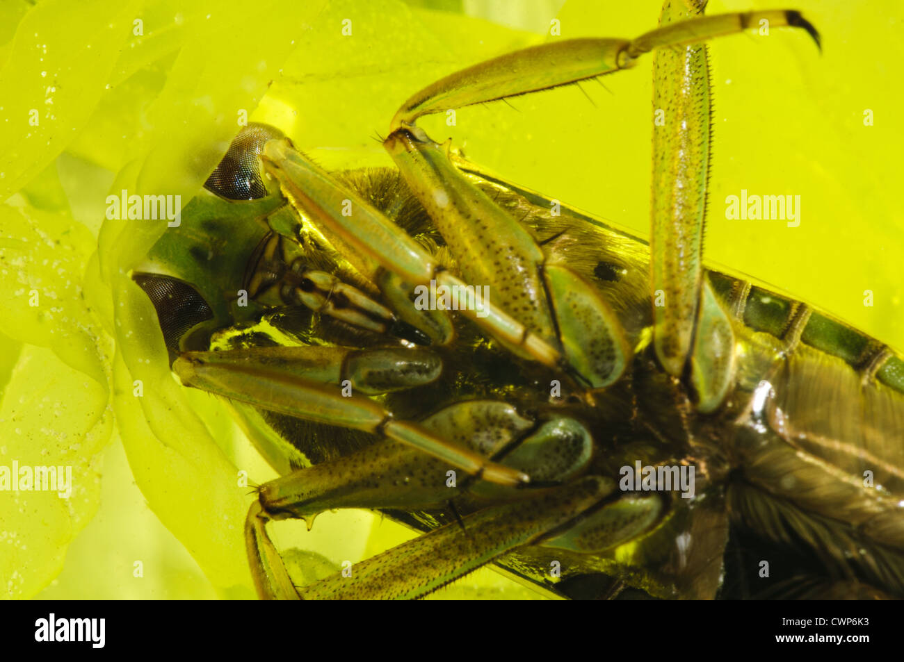 Water Boatman (Notonecta sp.) adult, close-up of head and legs, lurking ...