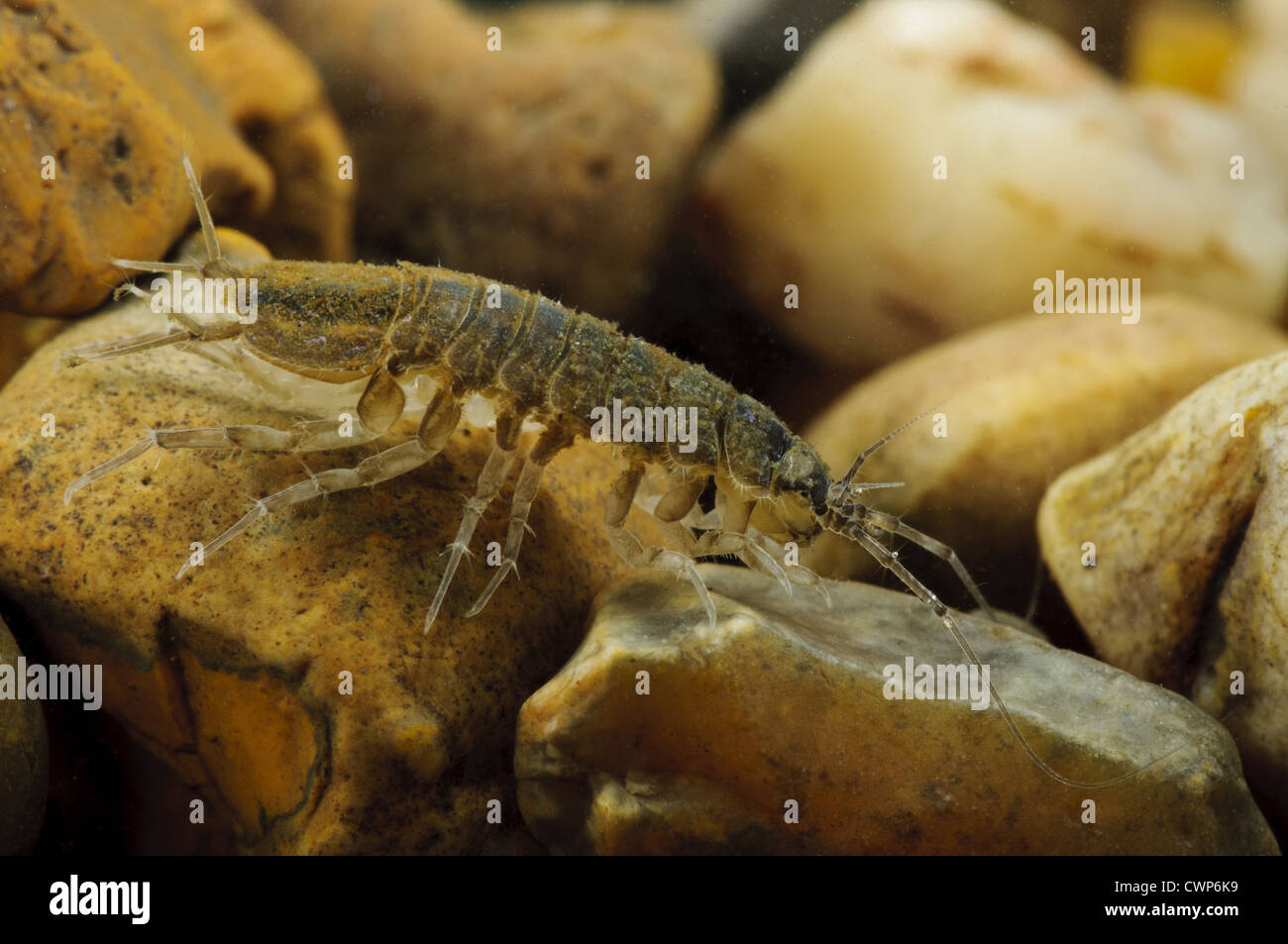 Asellus aquaticus hi-res stock photography and images - Alamy