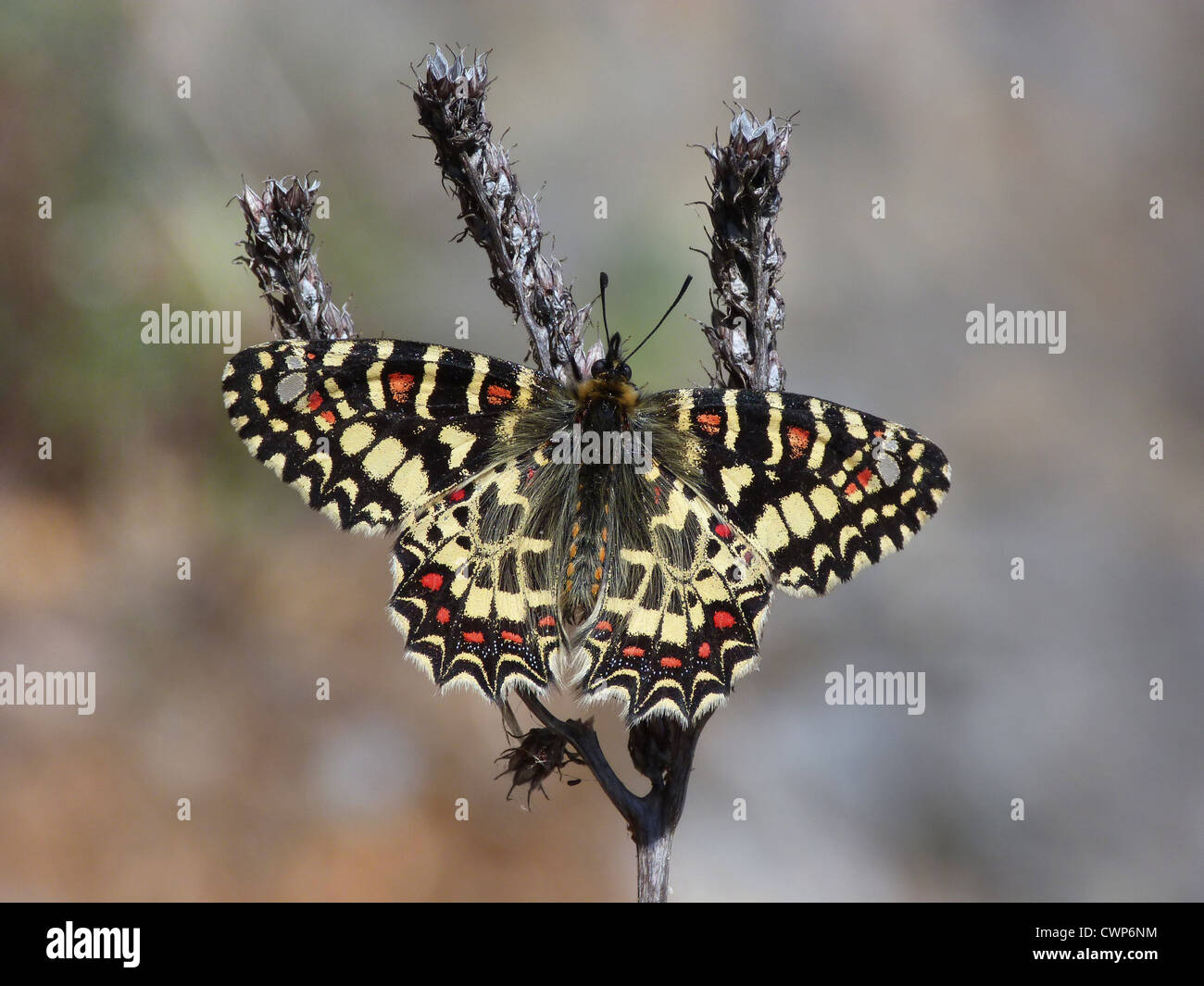 Spanish Festoon (Zerynthia rumina) adult male, resting on dry seedheads ...