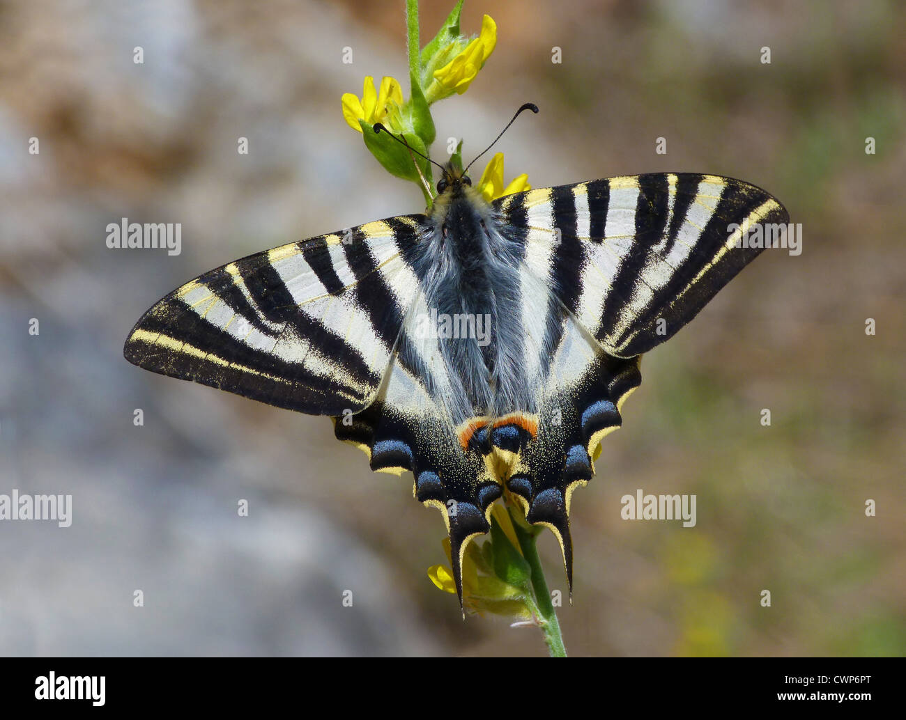Iberian scarce swallowtail butterfly hi-res stock photography and ...