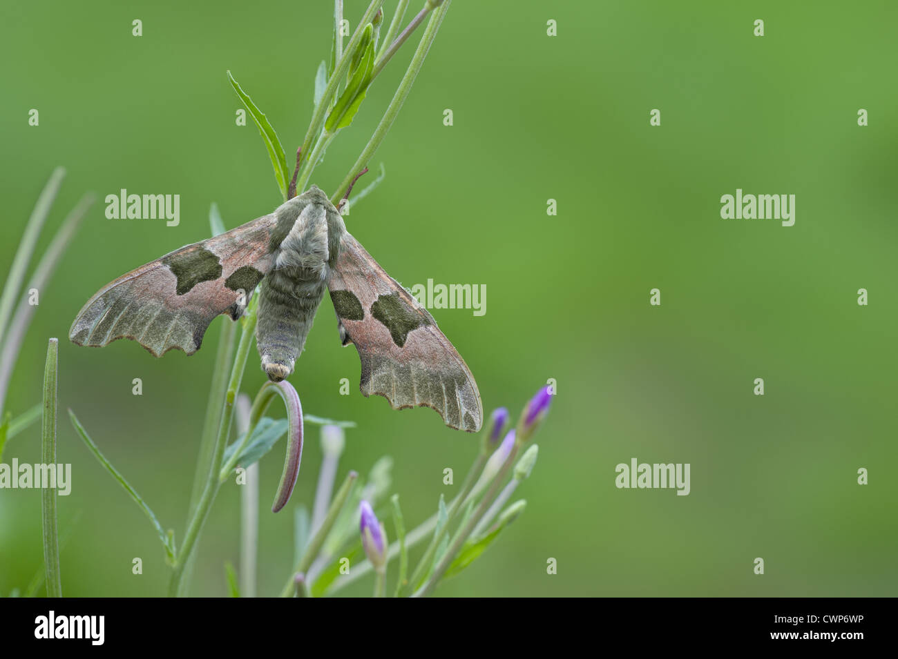 Lime hawk moth england hi-res stock photography and images - Alamy