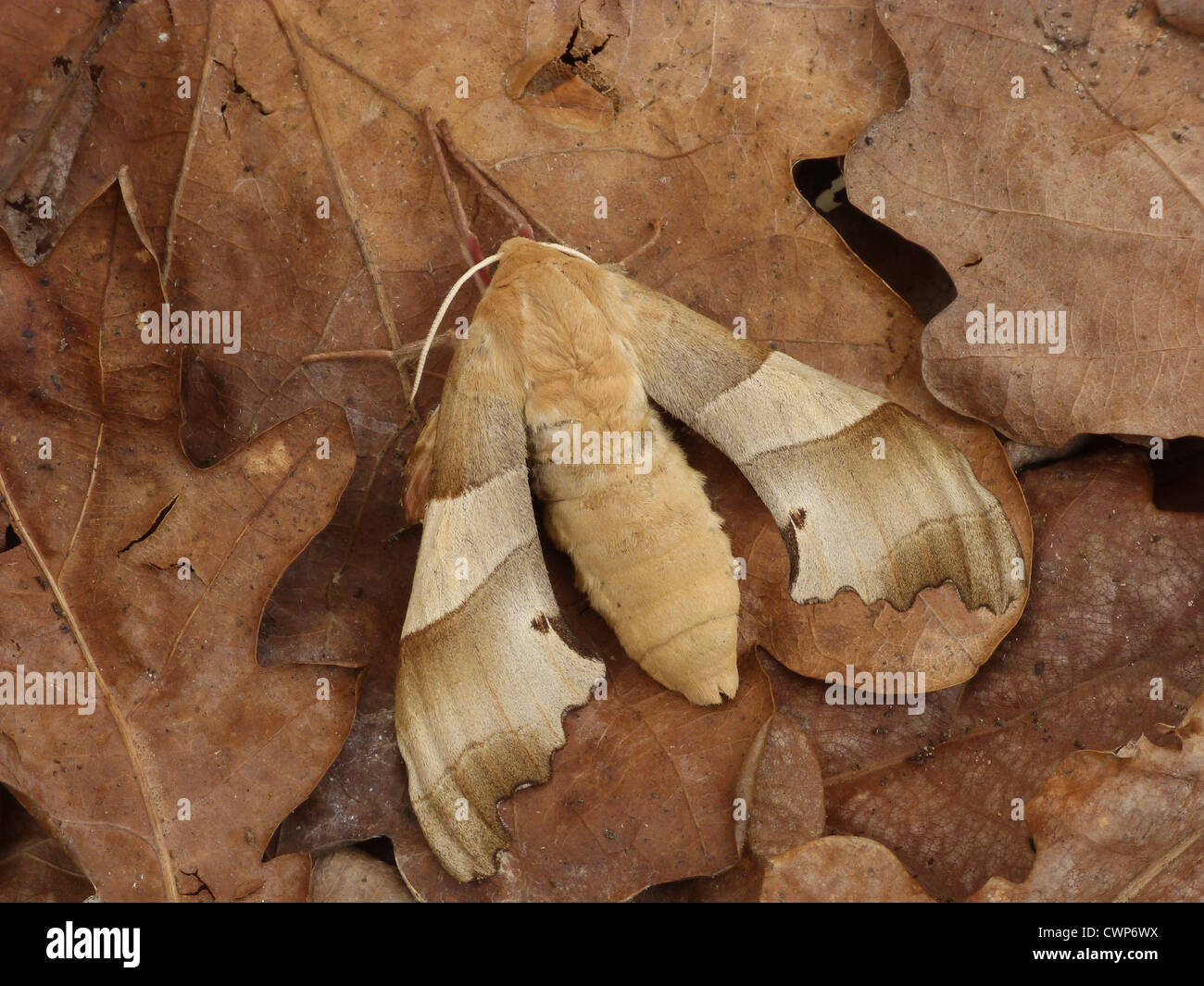 Oak hawk moth marumba quercus hi-res stock photography and images - Alamy