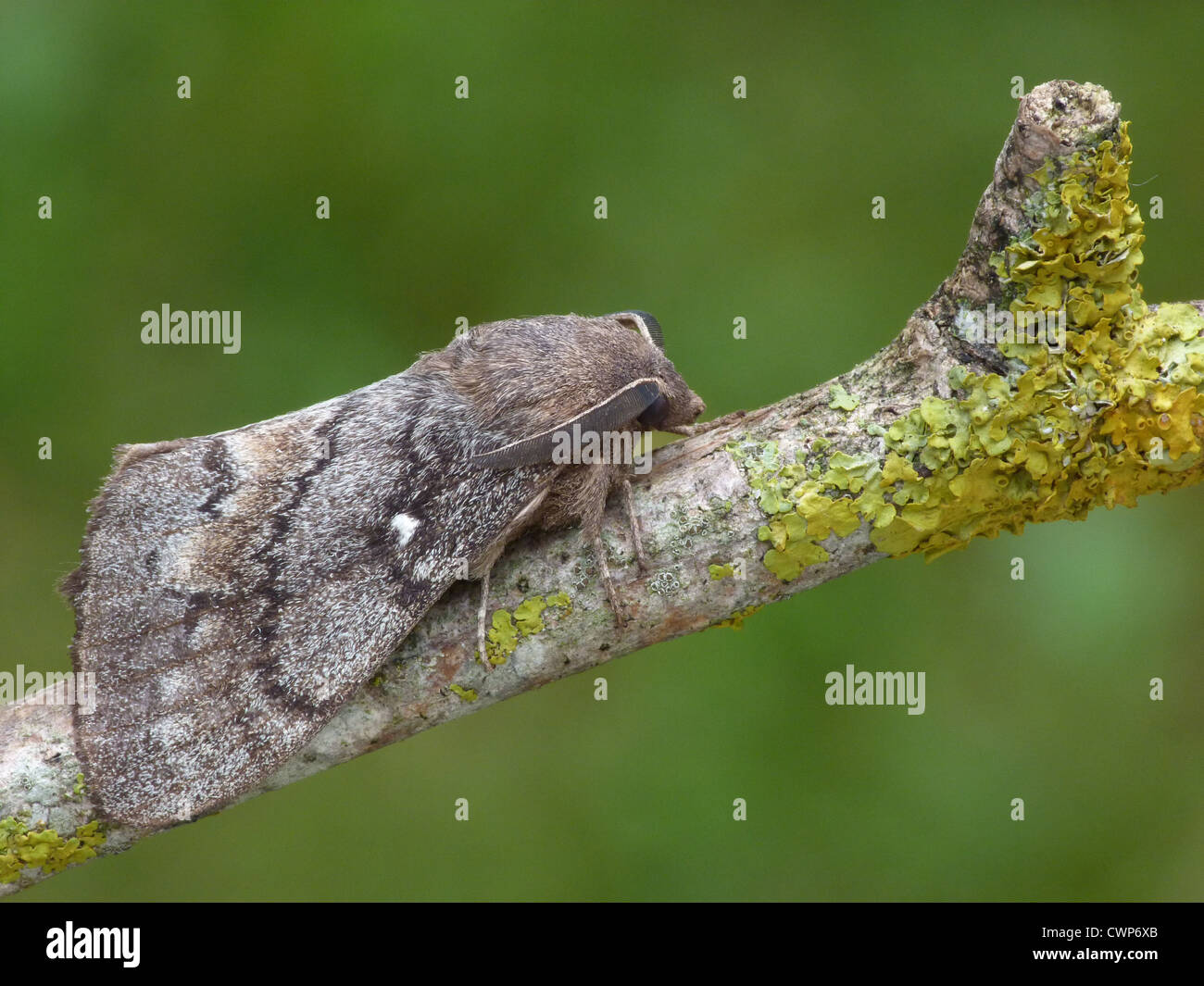 Pine-tree Lappet (Dendrolimus pini) adult male, roosting on twig ...