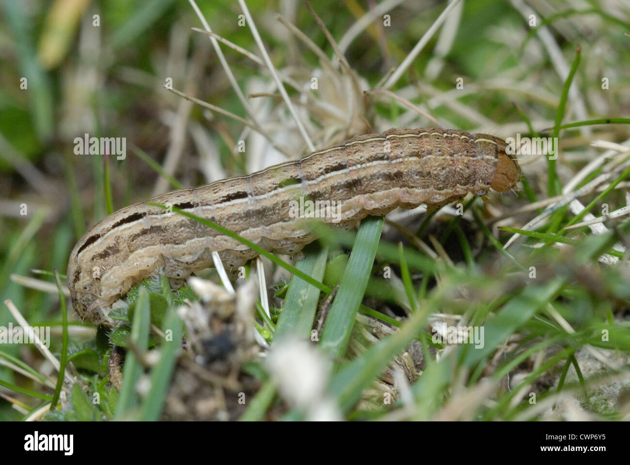 Square-spot Rustic Moth (Xestia xanthographa) caterpillar, feeding on ...