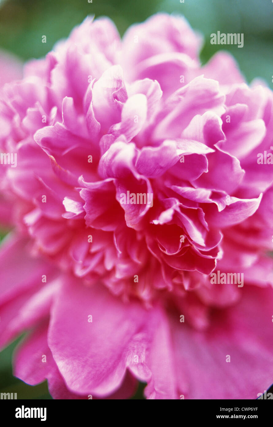 Singular peony flower hi-res stock photography and images - Alamy