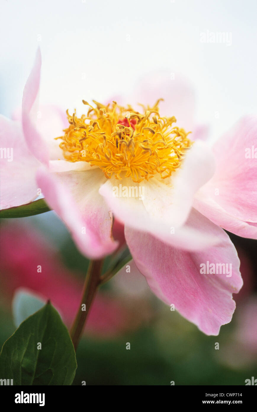 Singular peony flower hi-res stock photography and images - Alamy