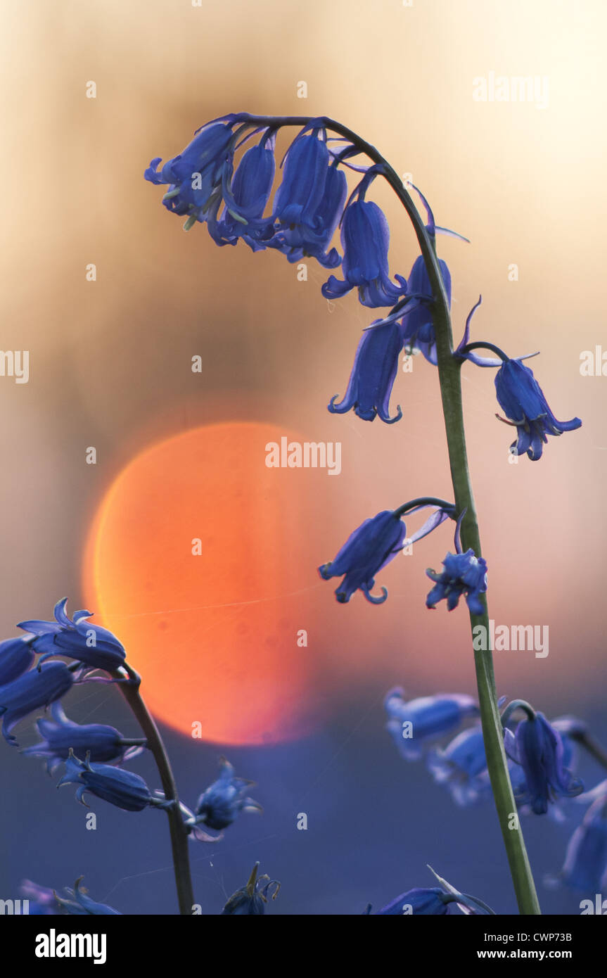 Bluebell (Endymion non-scriptus) close-up of flowers, growing in ...