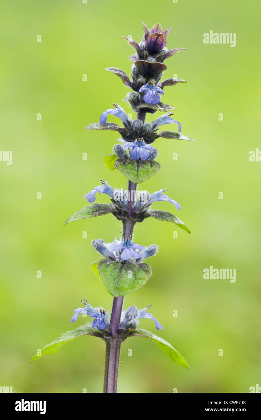 Common Bugle (Ajuga reptans) flowering, Kent, England, may Stock Photo ...
