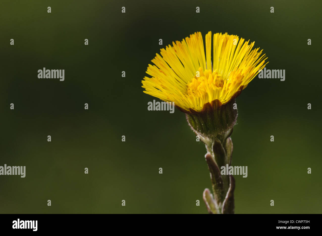 Crossness nature reserve hi-res stock photography and images - Alamy