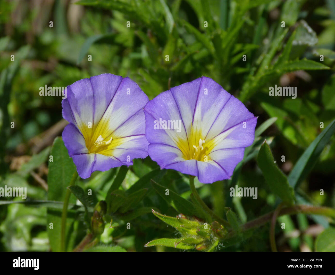 Dwarf Convolvulus (Convolvulus tricolor) close-up of flowers, growing ...