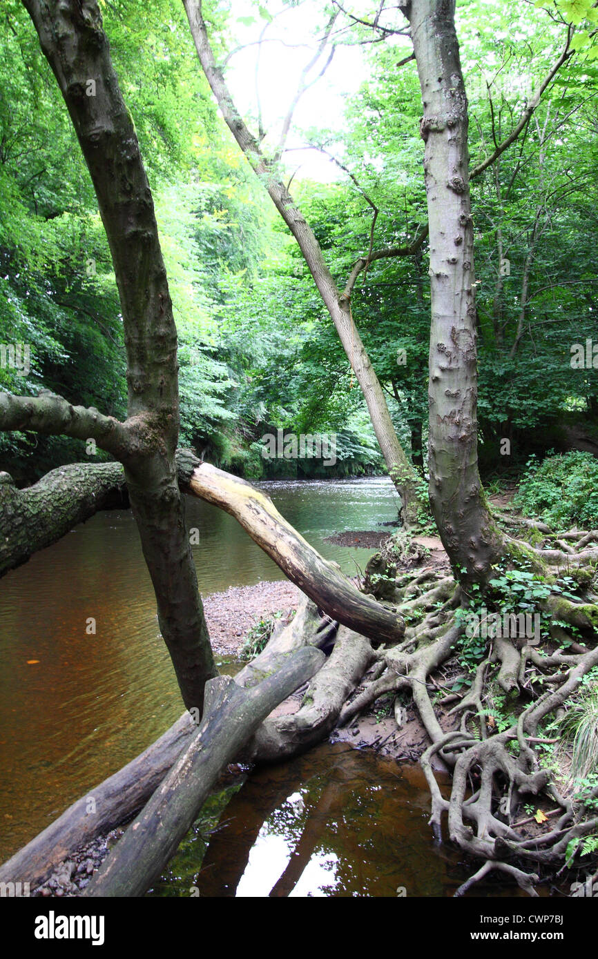 River bank tree root roots hi-res stock photography and images - Alamy