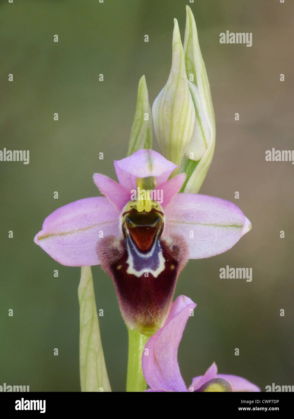 Orchid (Ophrys x composta) hybrid of Sawfly Orchid (O. temthredinifera ...