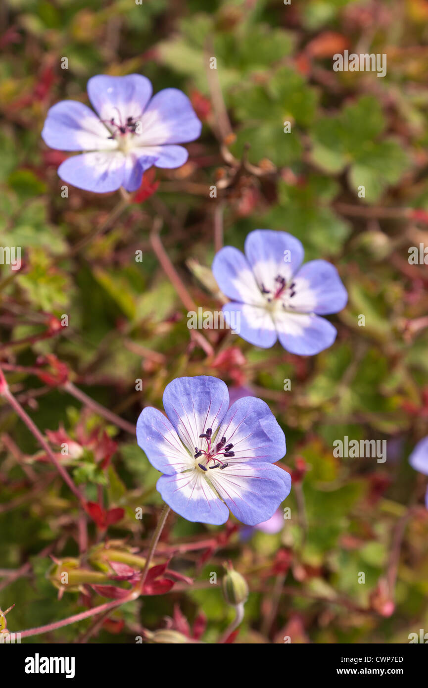Geranium rozanne magenta pink solitary flowers bloom with small deeply ...