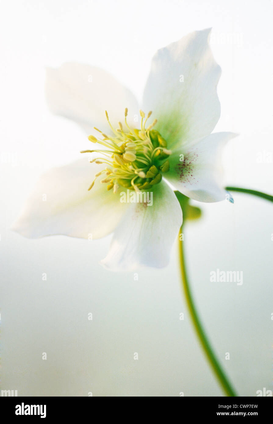 Helleborus niger hybrid, Hellebore Stock Photo - Alamy