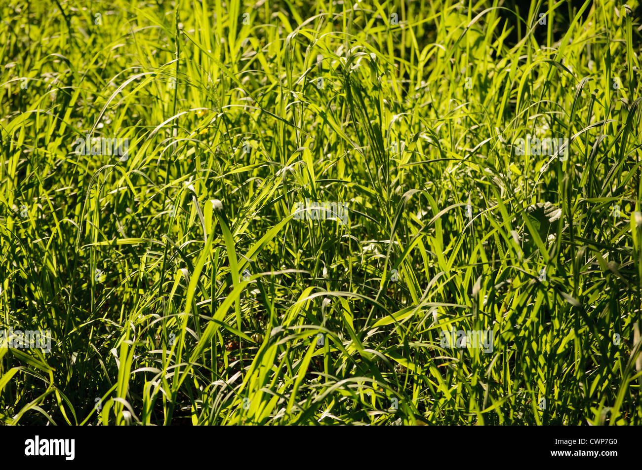 Grass texture horizontal hi-res stock photography and images - Alamy
