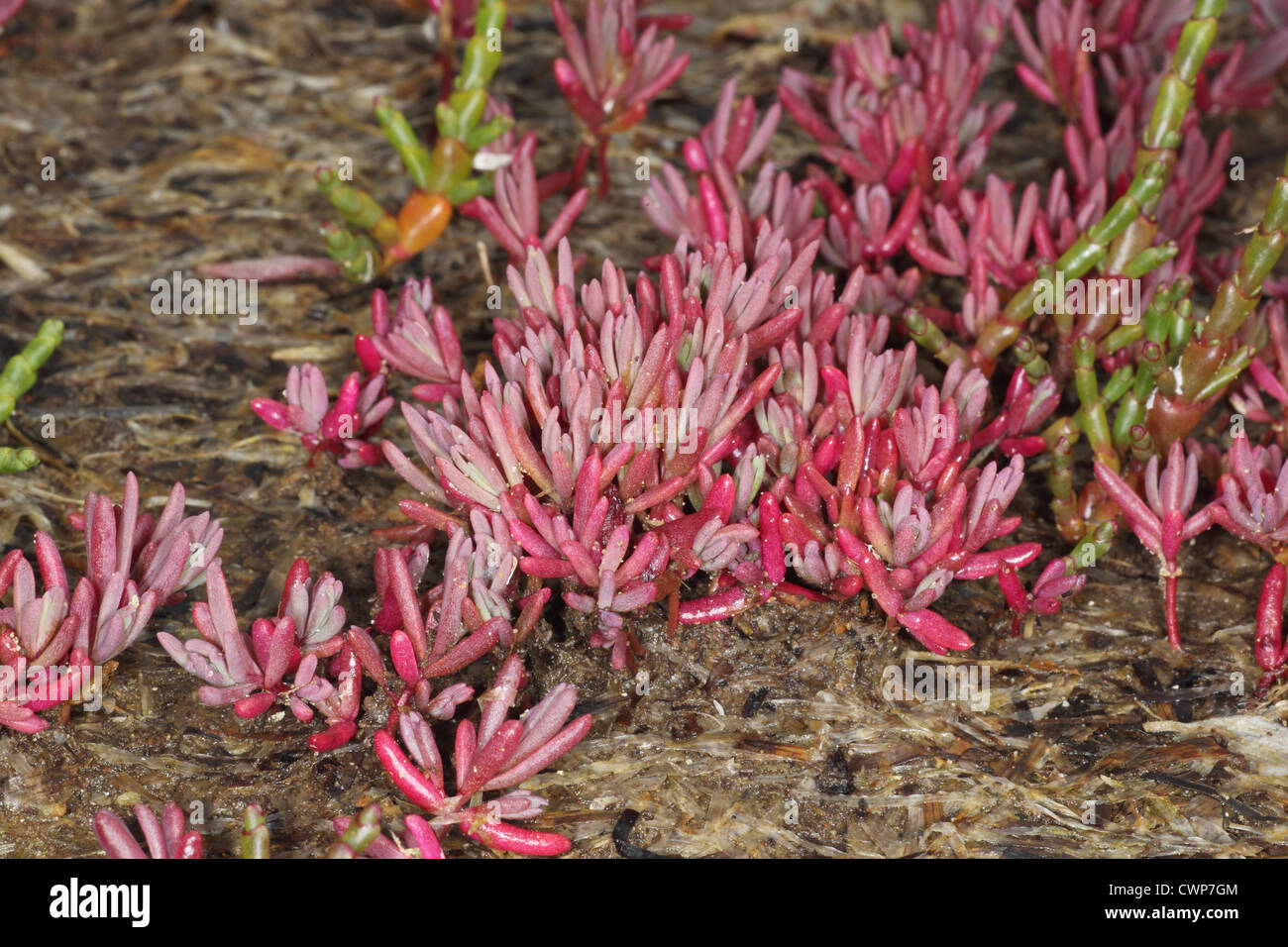 Annual Sea-blite (Suaeda maritima) growing on saltmarsh, Poole Harbour ...