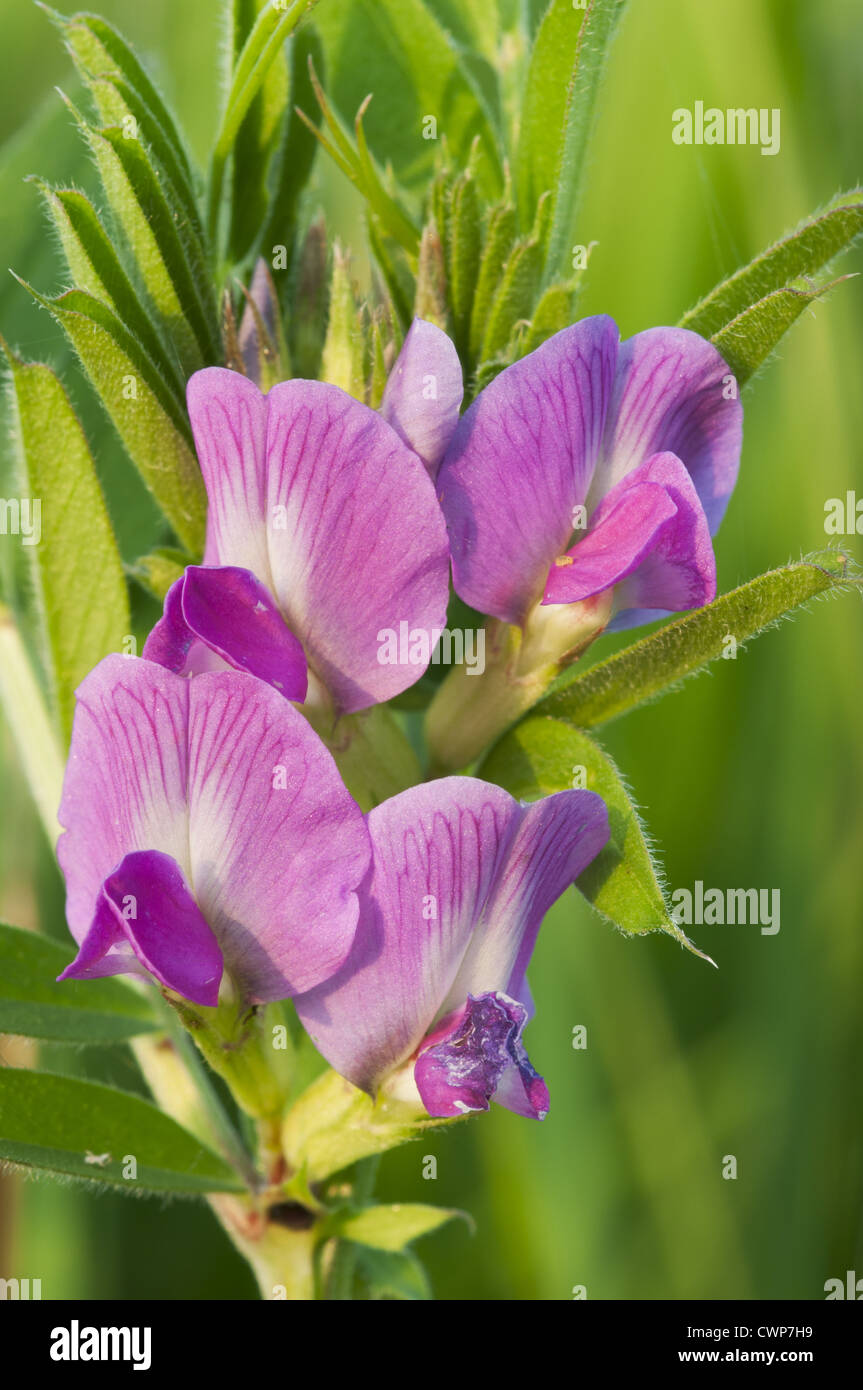 Elmley nature reserve spring hi-res stock photography and images - Alamy