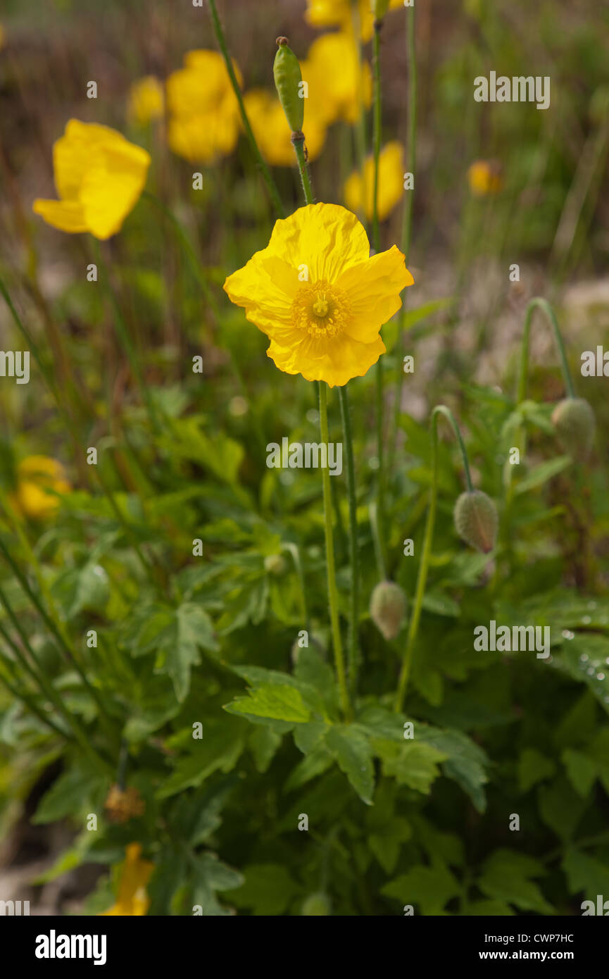 Bright yellow alpine poppy plants dispersed between rock and boulders ...