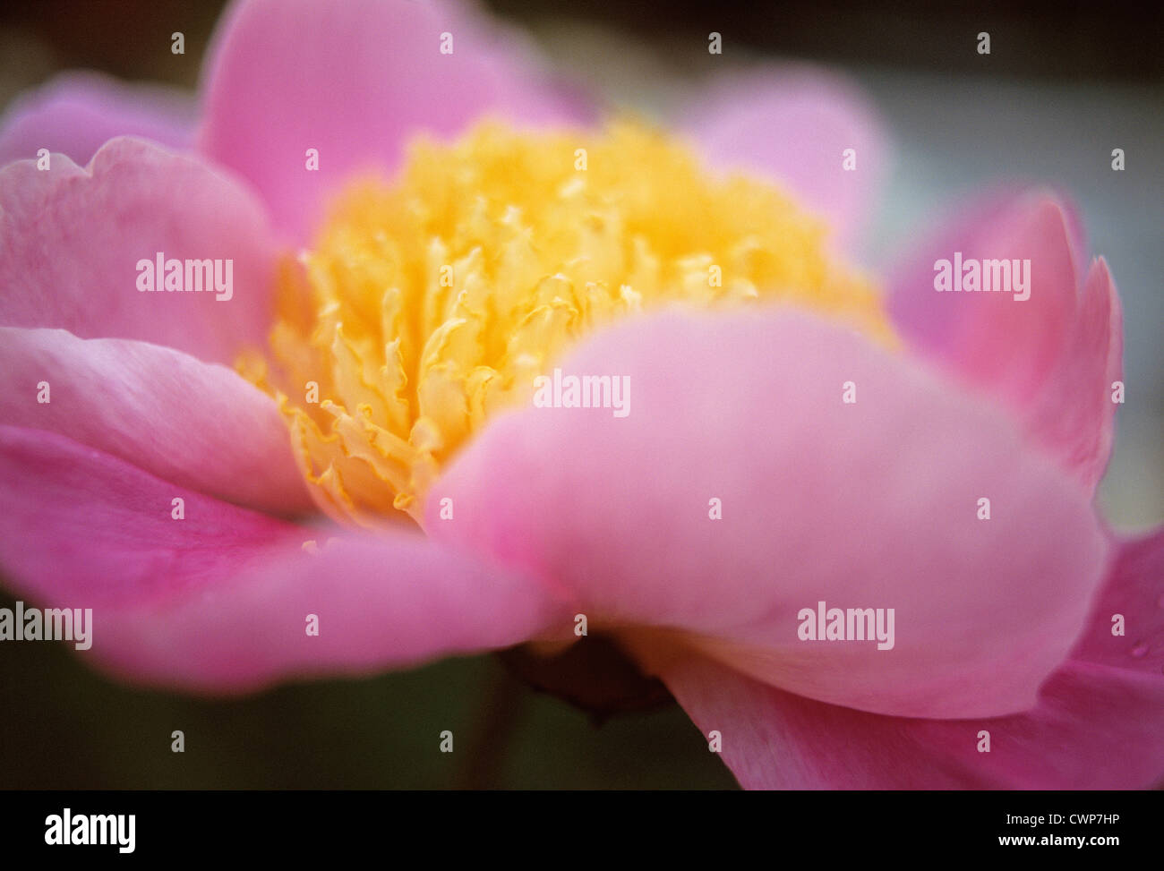 Paeonia 'Globe of light', Peony Stock Photo - Alamy