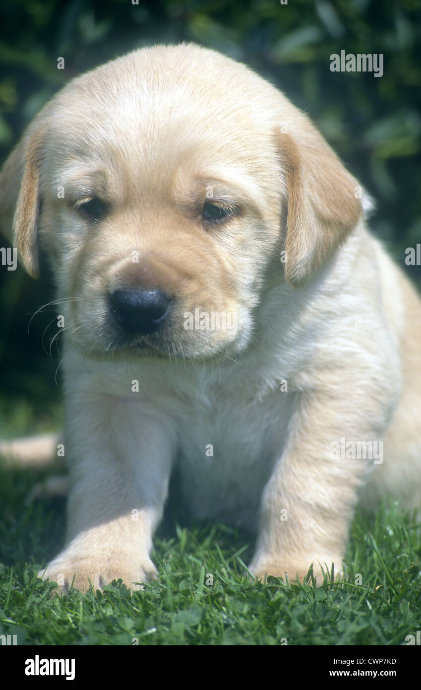 Guide dog puppy uk hi-res stock photography and images - Alamy