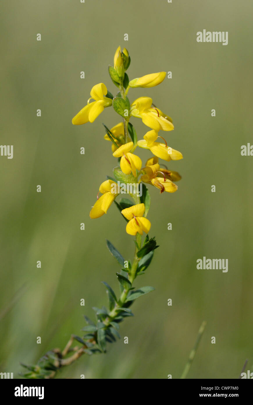 Petty Whin (Genista anglica) flowering, growing on rhos pasture, Welsh ...