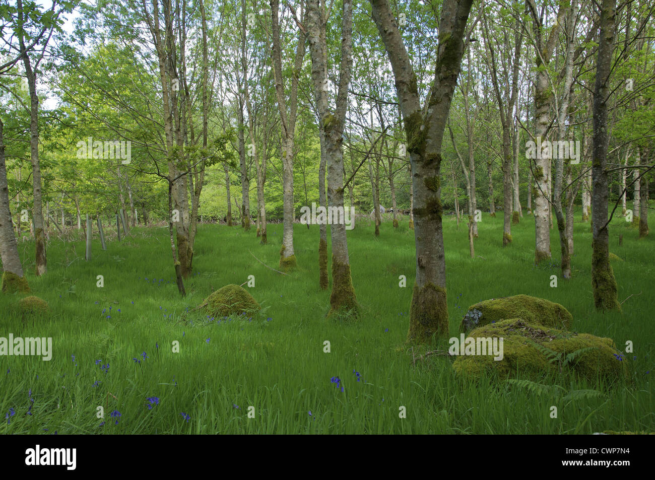 Regimented tree planting in deciduous woodland, Kissock, Dumfries and ...