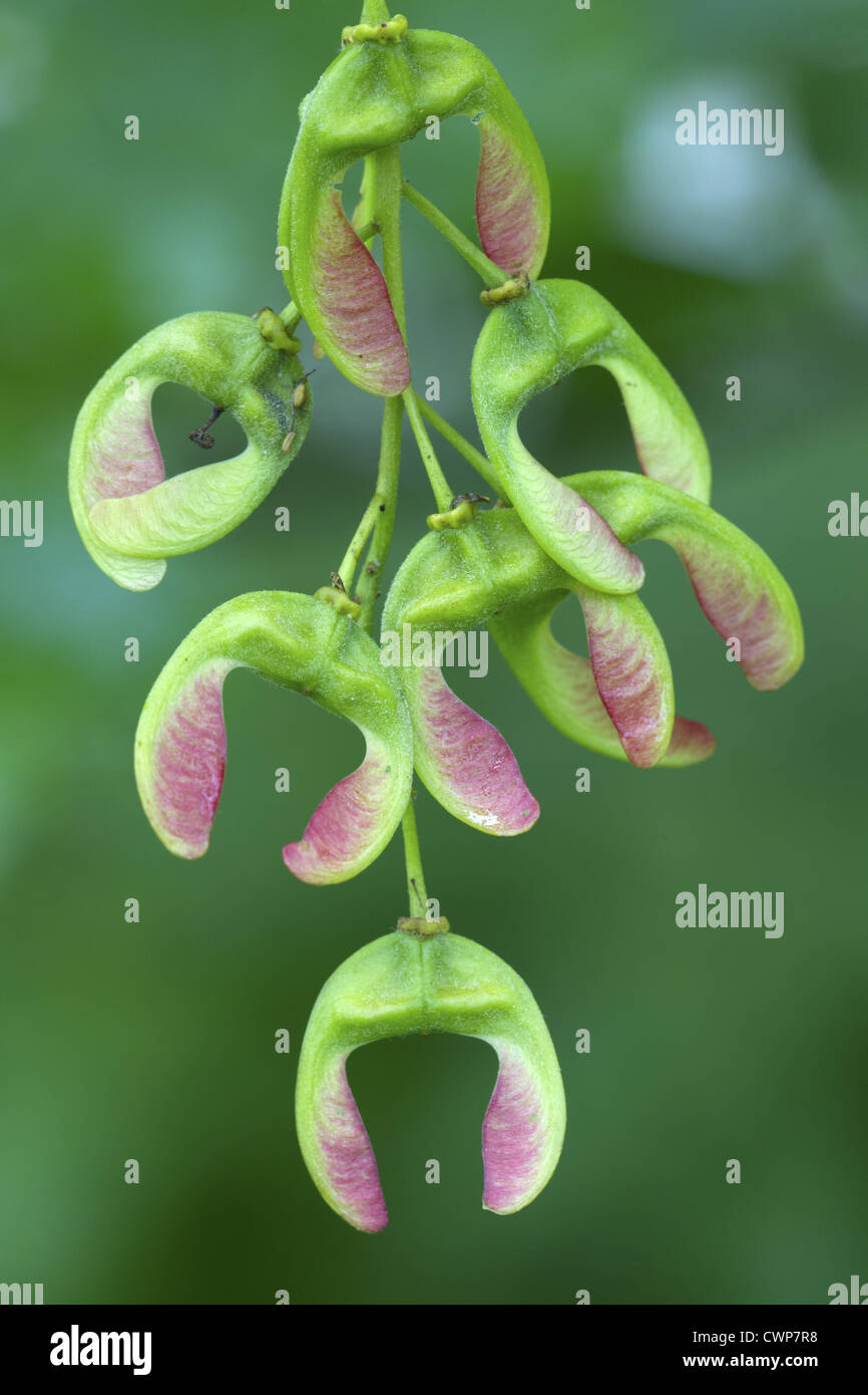 Winged seed pods hi-res stock photography and images - Alamy
