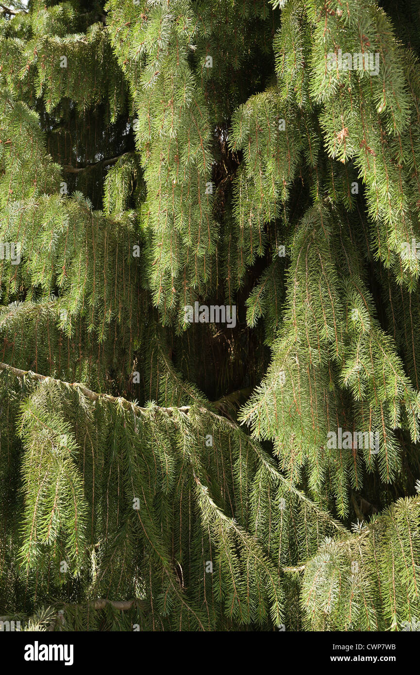 Evergreen tree with drooping branches hi-res stock photography and ...