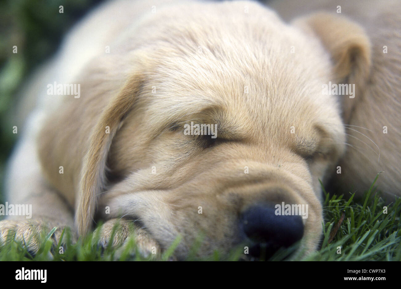 Golden retirever puppy sleeping on lawn, UK Stock Photo - Alamy