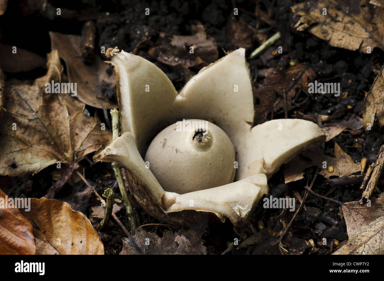 Common Earth-star (Geastrum triplex) fruiting body, growing amongst ...