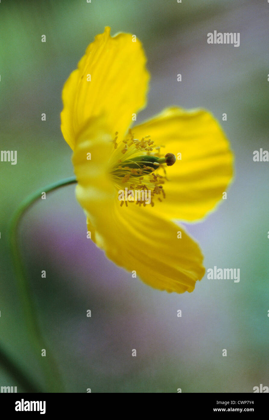 Meconopsis cambrica, Poppy, Welsh poppy Stock Photo - Alamy