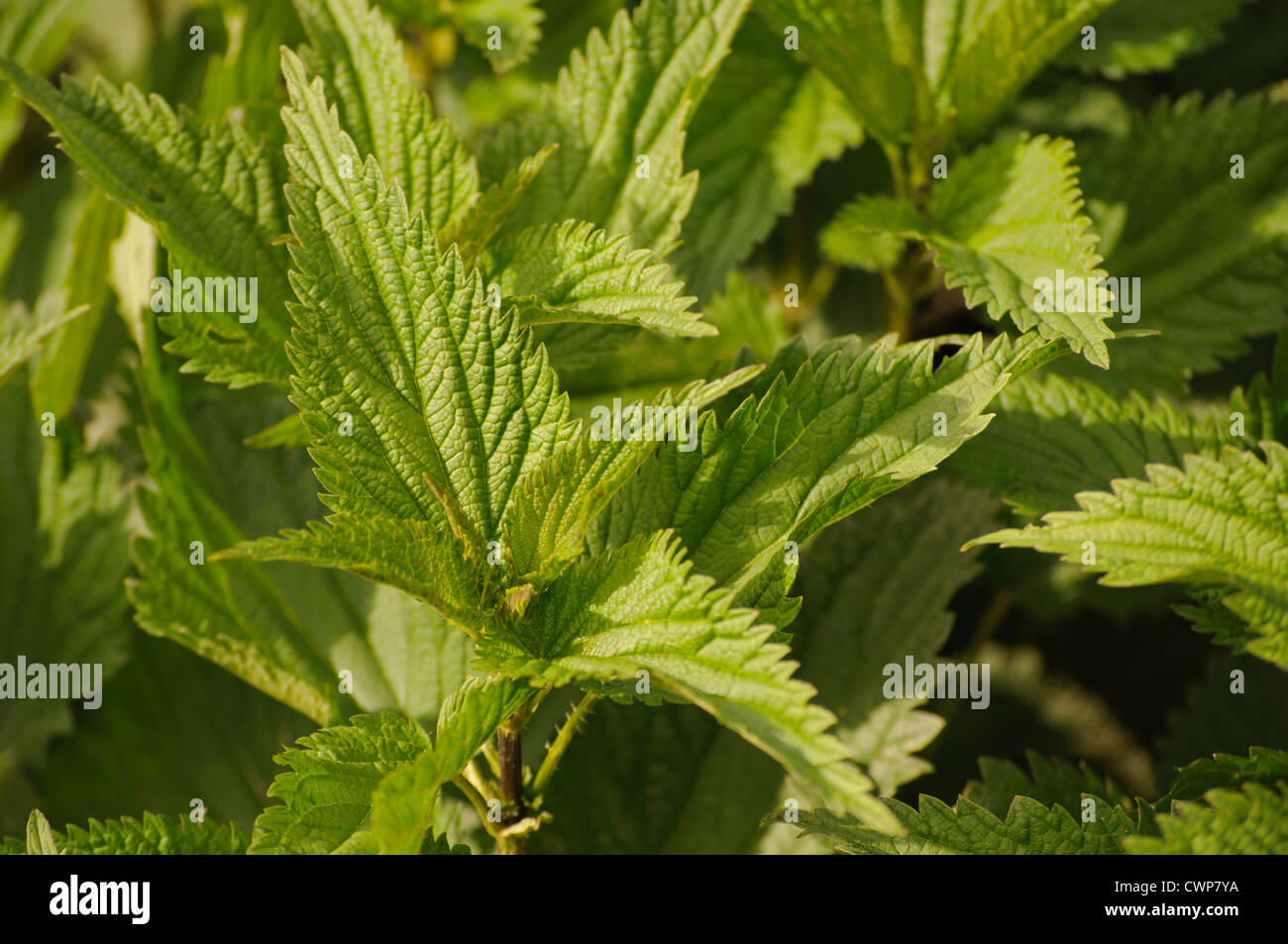 Nettle closeup hi-res stock photography and images - Alamy
