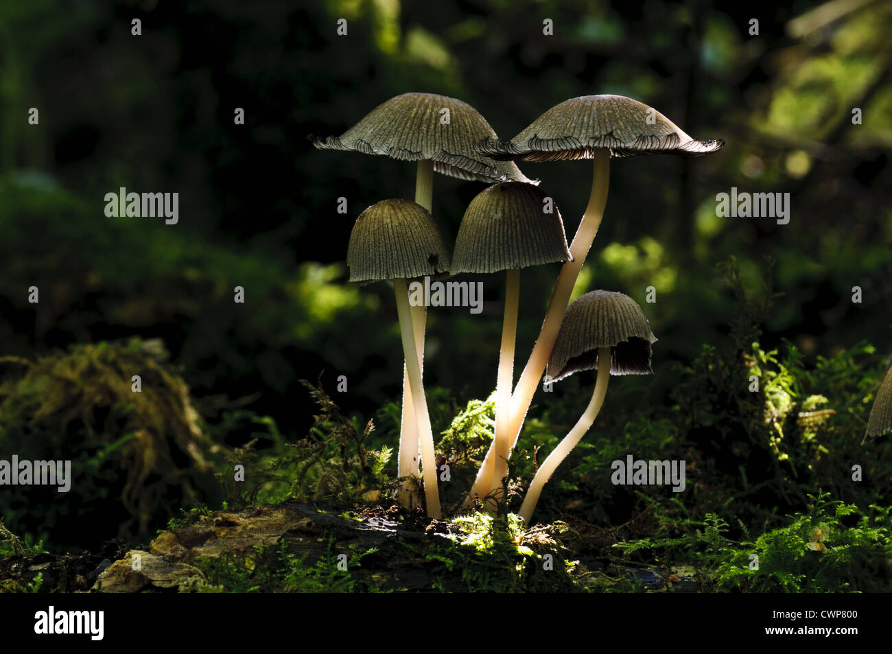Fungus coprinellus micaceus in hi-res stock photography and images - Alamy