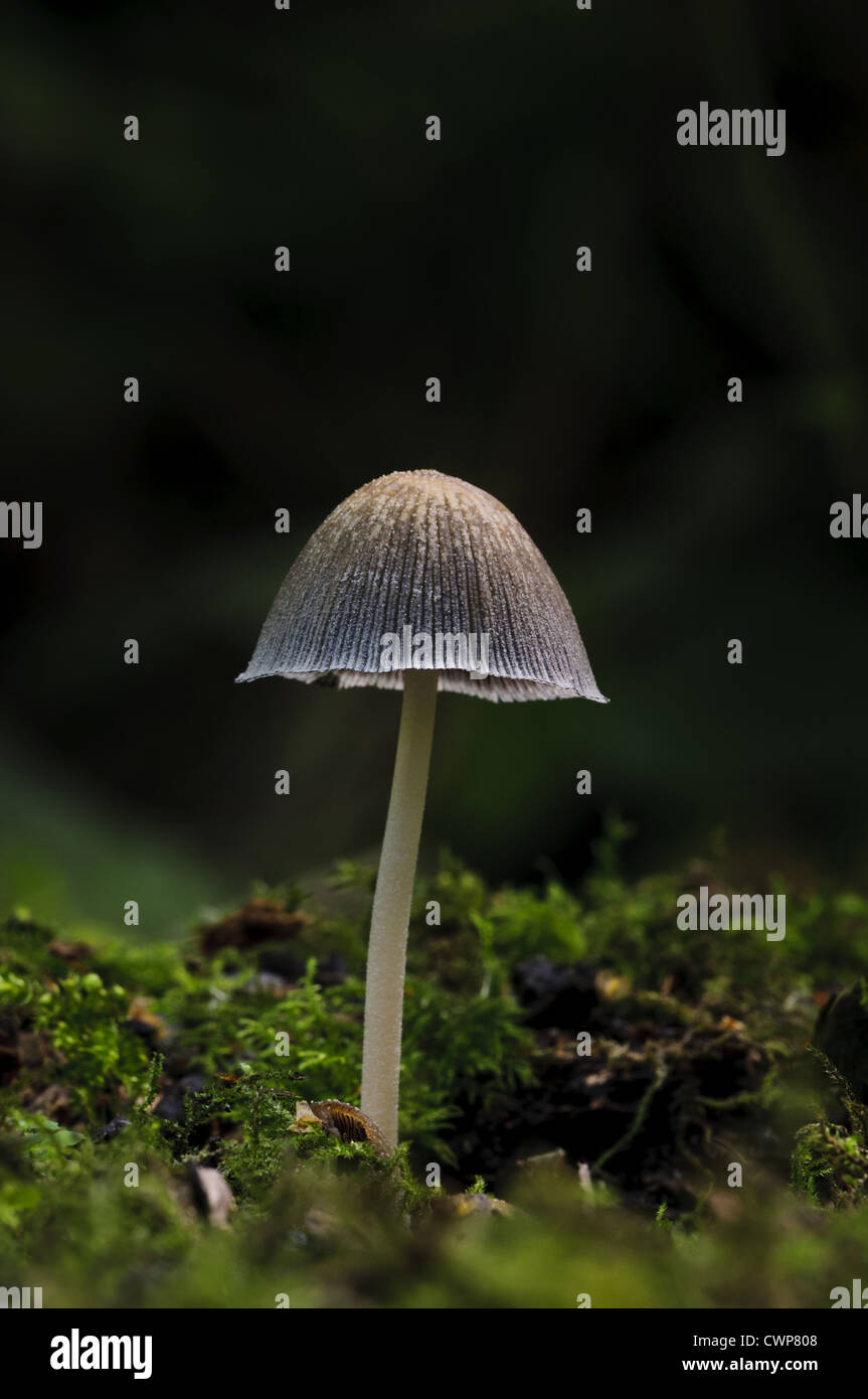 Glistening Inkcap (Coprinellus micaceus) fruiting body, growing amongst ...