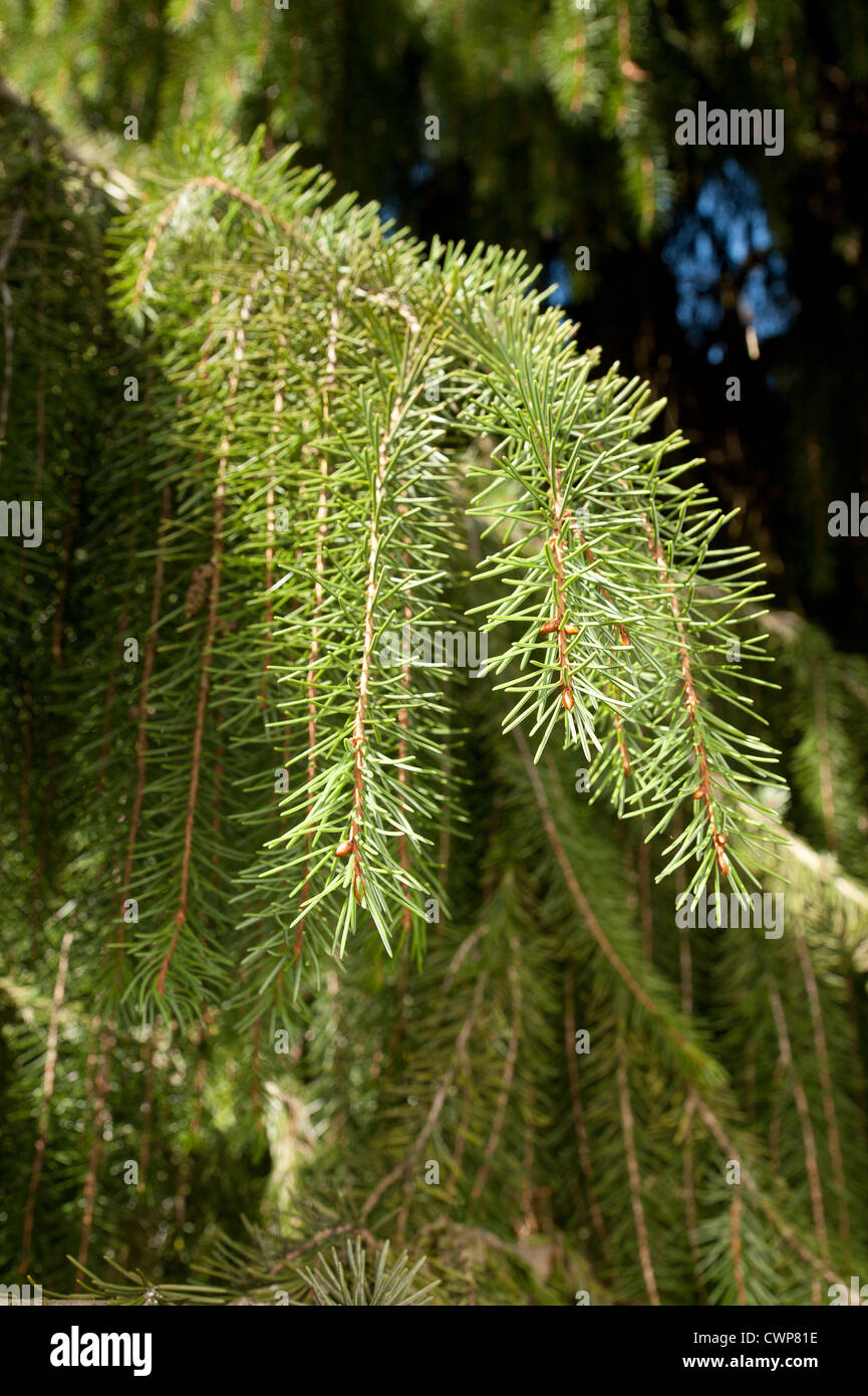 Evergreen tree with drooping branches hi-res stock photography and ...