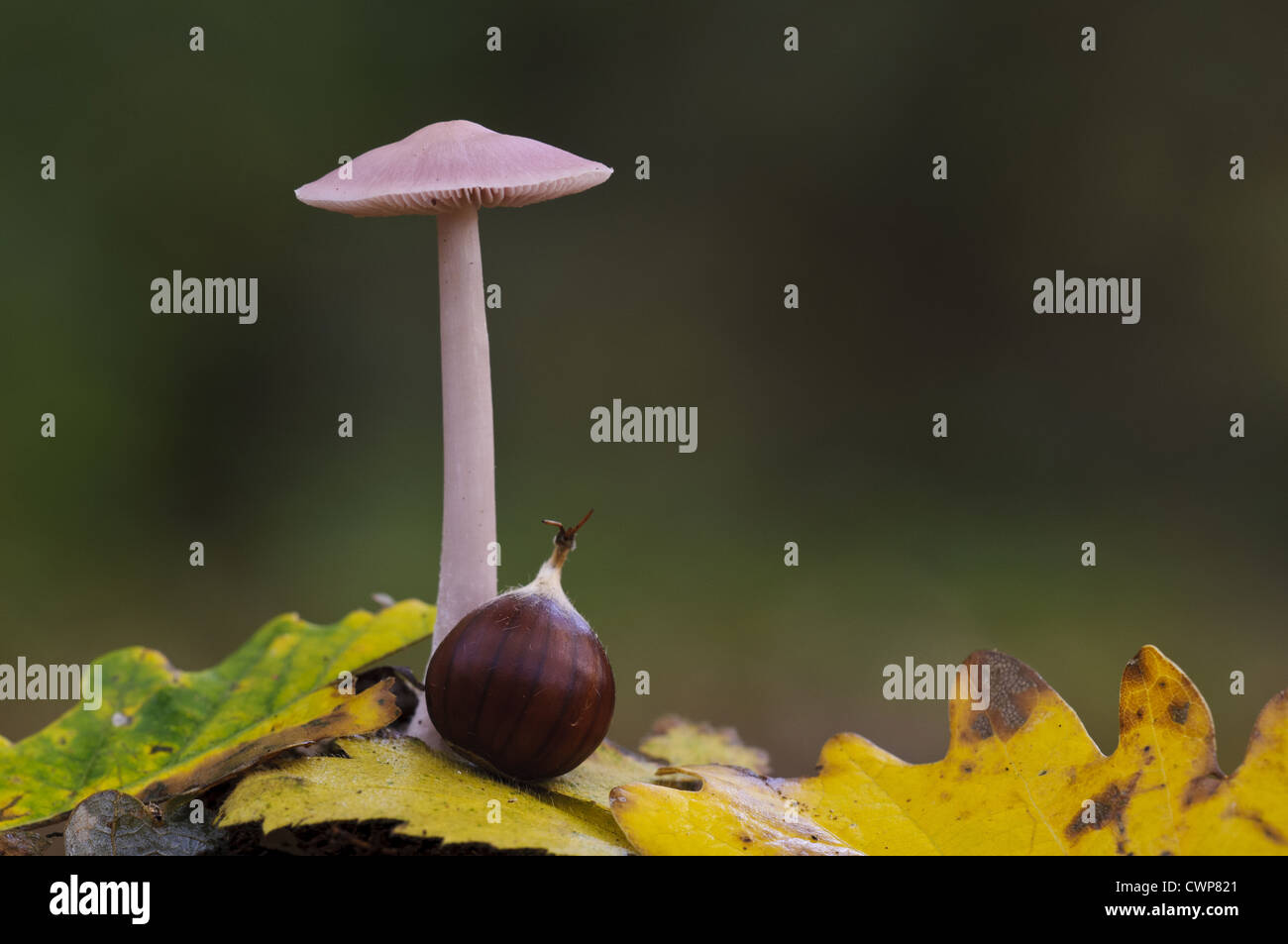 Beech leaf bonnet hi-res stock photography and images - Alamy