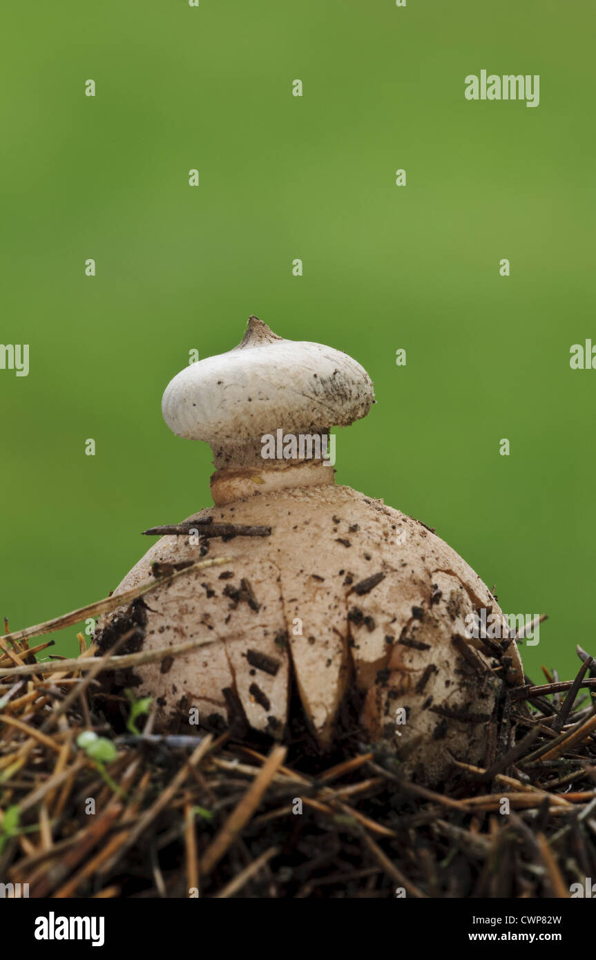 Striate earthstar hi-res stock photography and images - Alamy