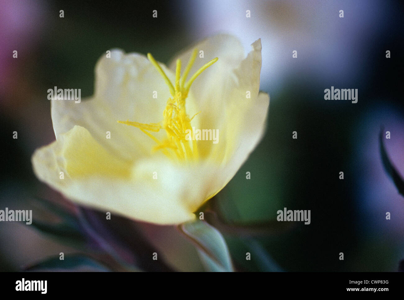 Oenothera 'Lemon sunset', Evening primrose Stock Photo - Alamy