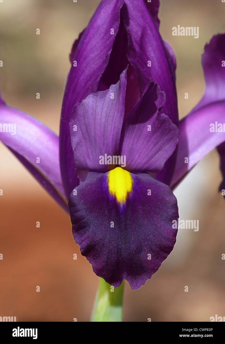 Hart flower hi-res stock photography and images - Alamy