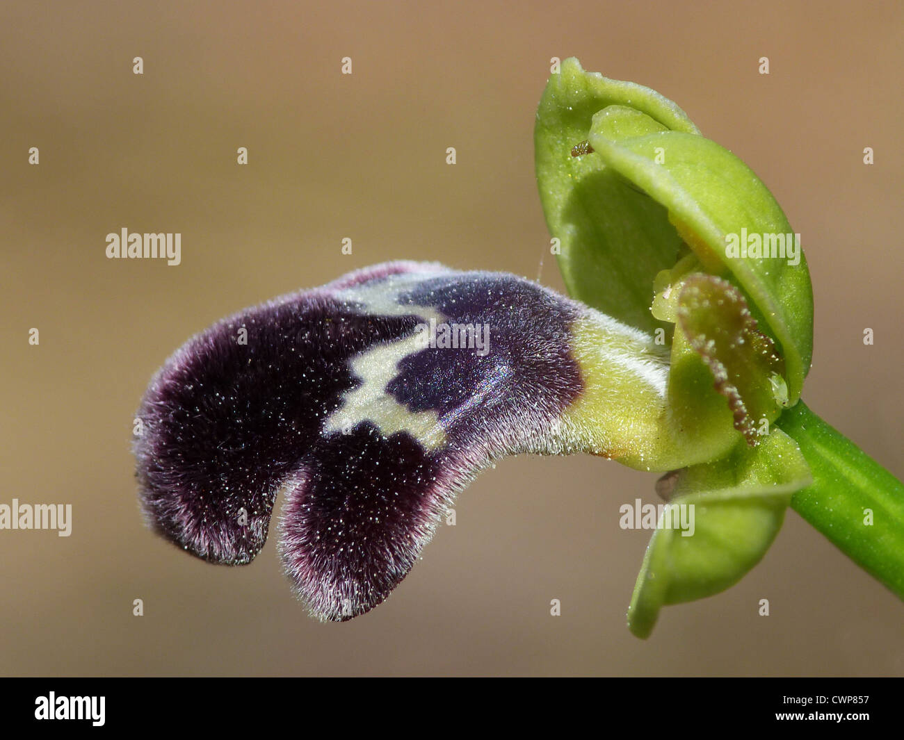 Ophrys dyris hi-res stock photography and images - Alamy