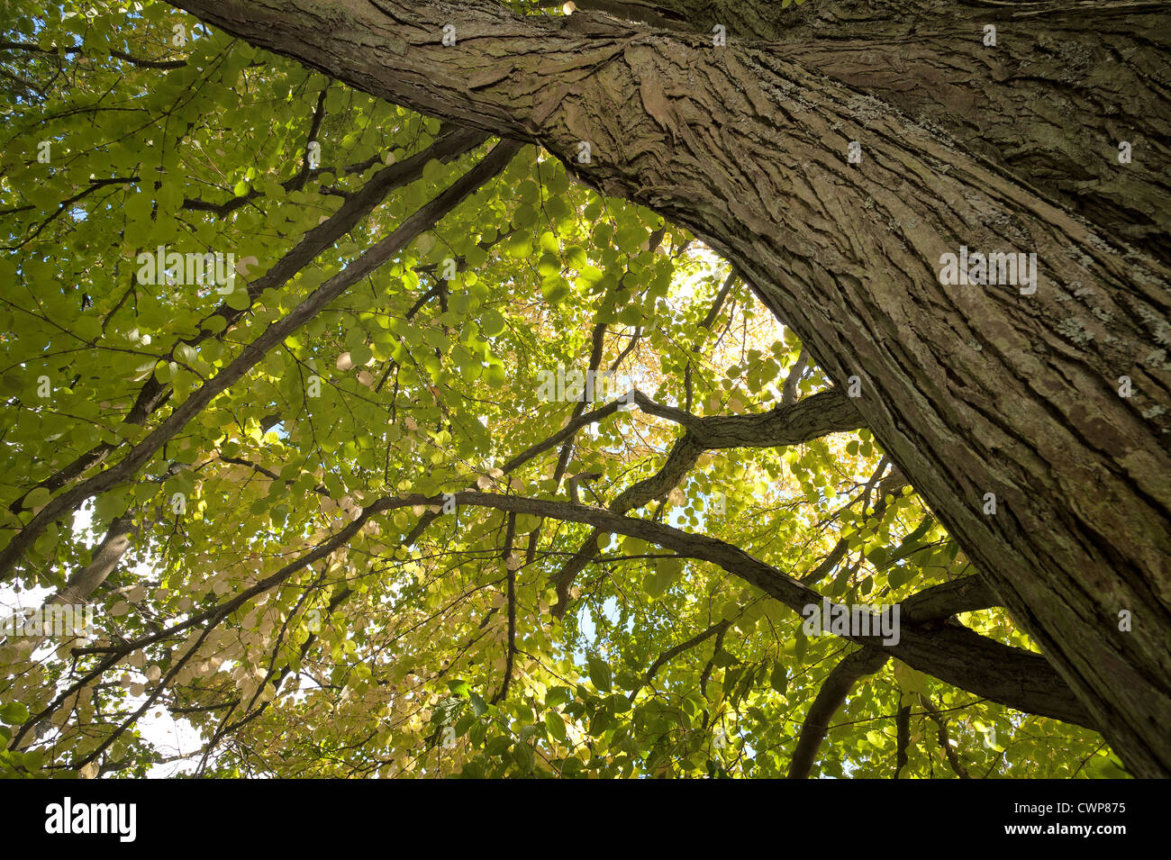 Delicate greens of the Katsura tree Cercidiphyllum japonicum as the ...