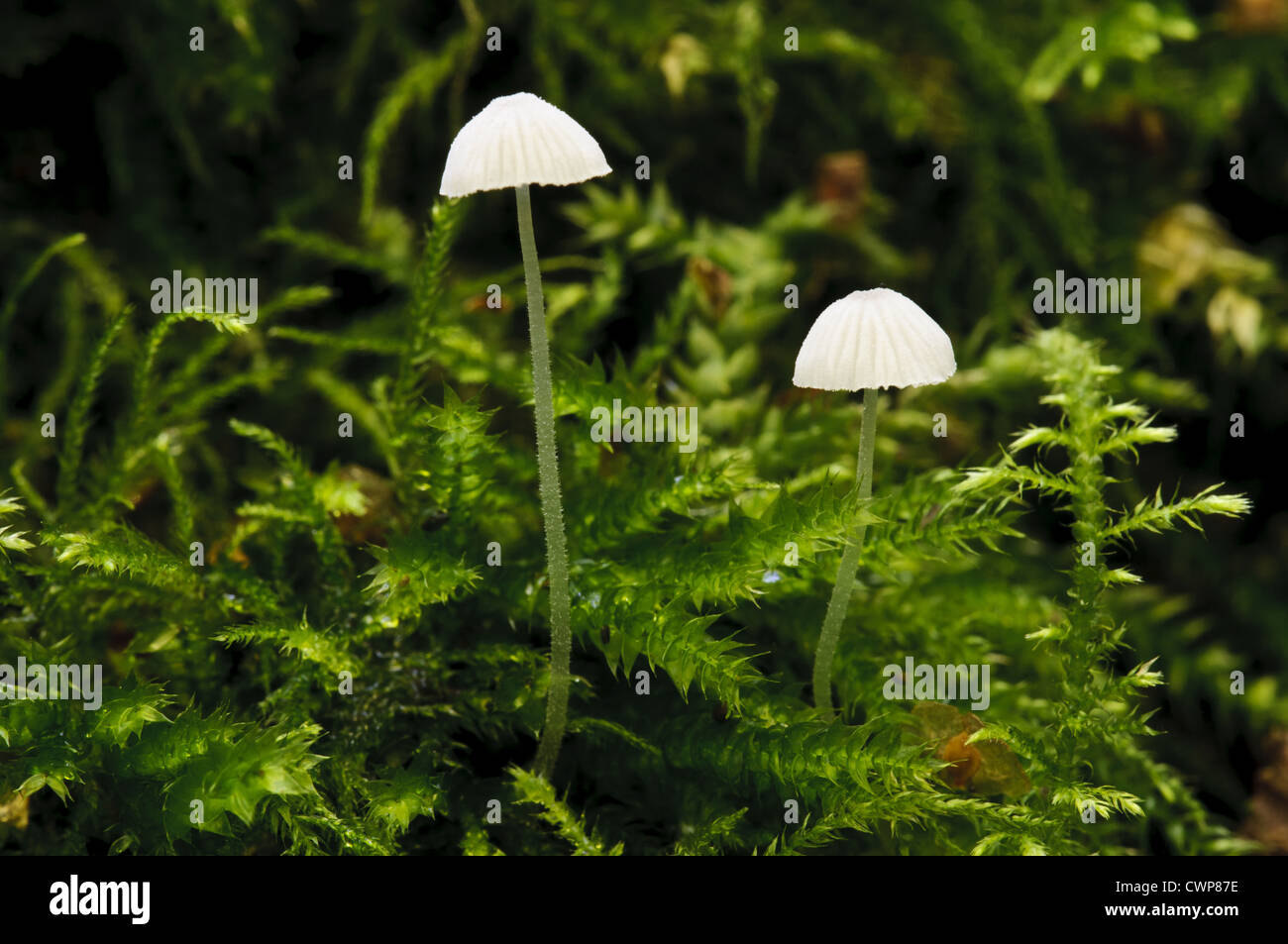 English bonnet hi-res stock photography and images - Alamy