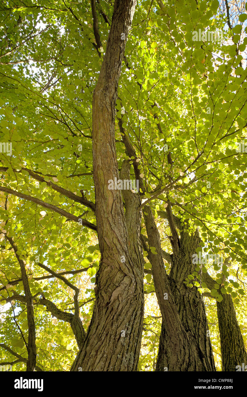 Delicate greens of the Katsura tree Cercidiphyllum japonicum as the ...