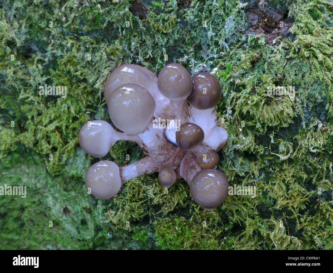Porcelain fungus fruiting bodies hi-res stock photography and images ...