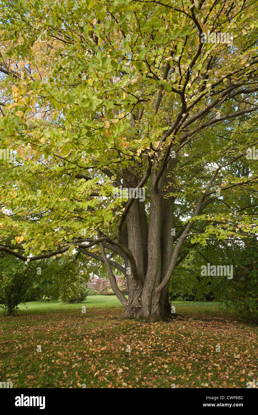 Delicate greens of the Katsura tree Cercidiphyllum japonicum as the ...