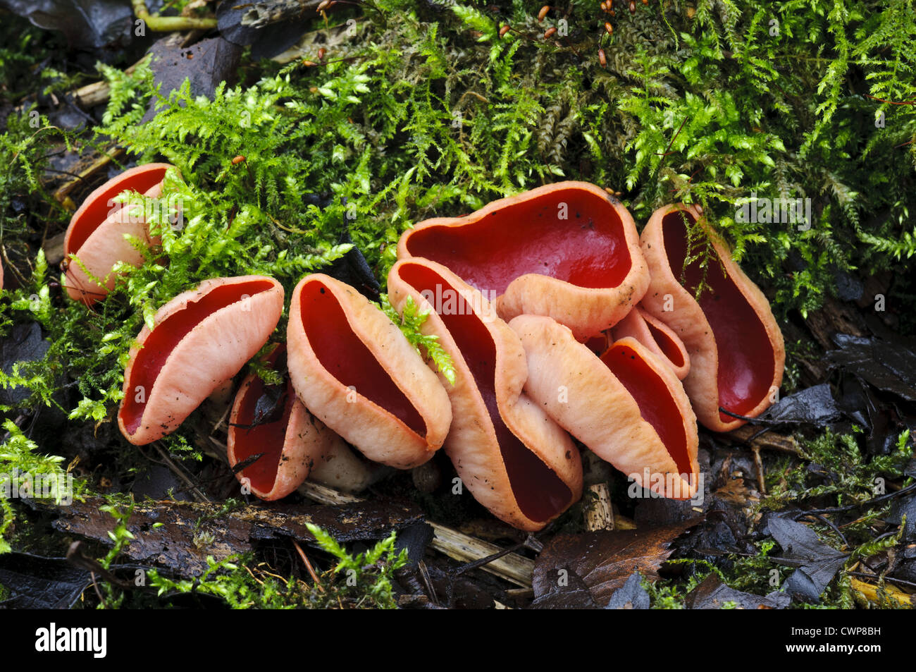 Scarlet Elf Cups High Resolution Stock Photography and Images - Alamy