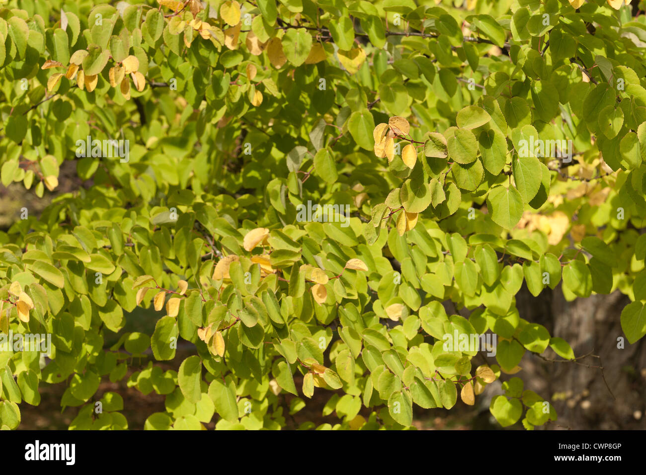 Delicate greens of the Katsura tree Cercidiphyllum japonicum as the ...